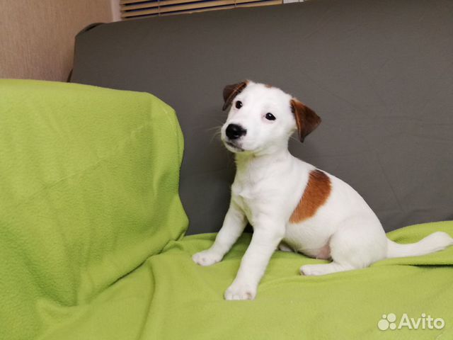 Джек Рассел терьер девочка - снежная королева