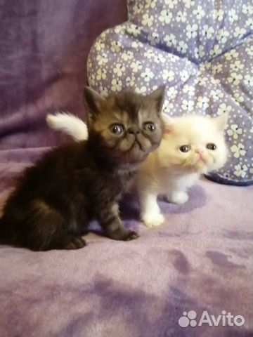 Экзотические Кошечки Малышки