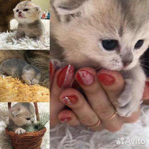 Шотландский котёнок, девочка в драгоценной шубке
