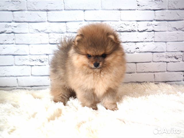 Солнечный мальчик