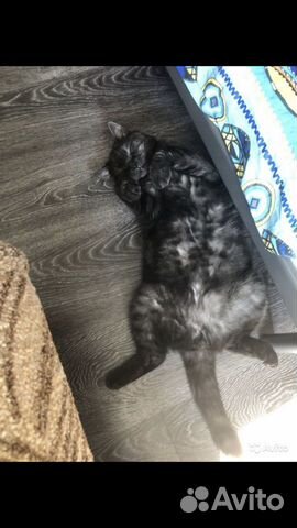 Отдаю классного кота шотландской породы