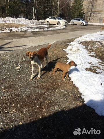 Помесь азиатской борзой
