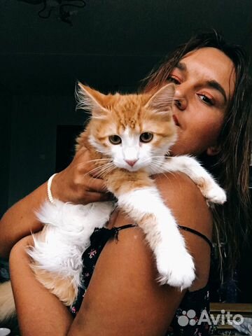 Кот