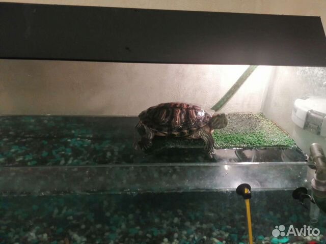 Черепаху в хорошие руки