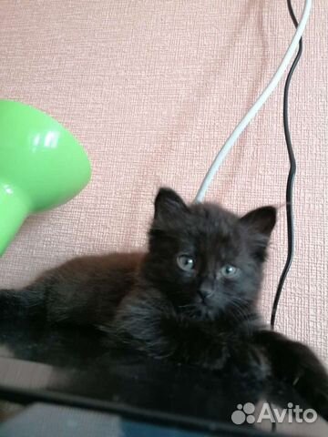 Котенок в добрые руки