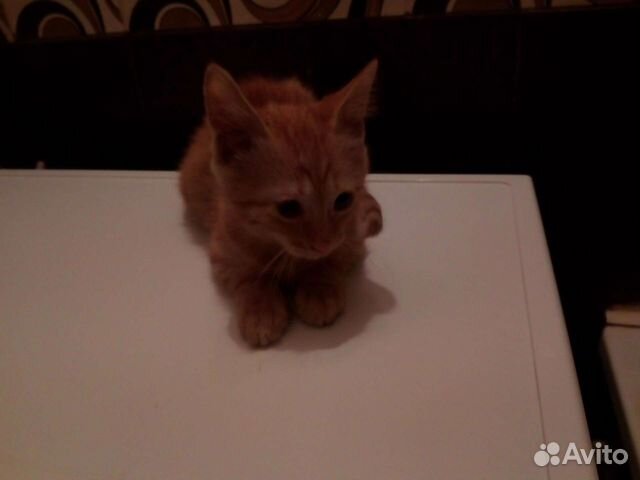Котенок 2 месяца