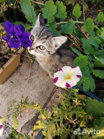 Кошечка в добрые руки