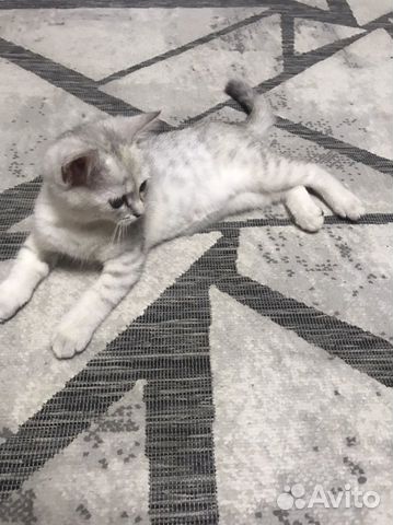 Котёнок