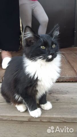 Котенок Изюмчик в добрые руки