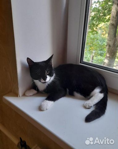 Игривый красавчик Яша в добрые руки