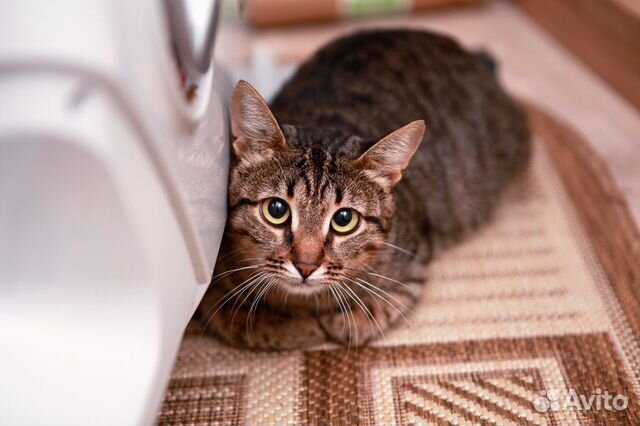 Красавица Грейс ищет дом