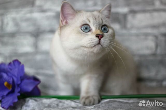 Британский luxury котенок, мальчик пойнт шиншилла