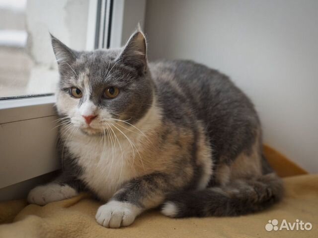 Кошка Памелла в добрые руки