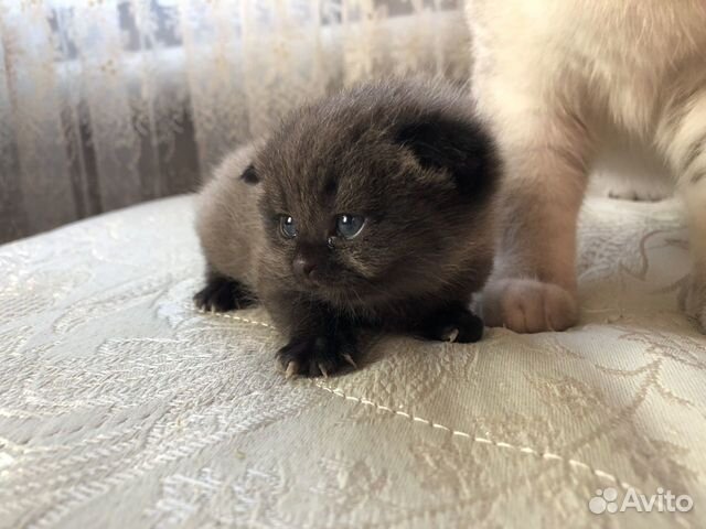 Котёнок
