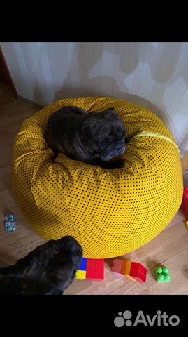 Добрый день всем, взяли на передержку французского