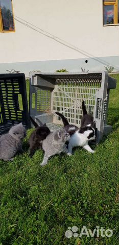 Котята
