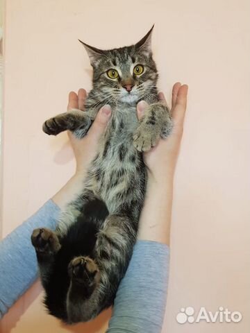 Кот 10 мес в добрые руки