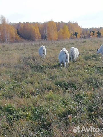 Козлы козы зааненские