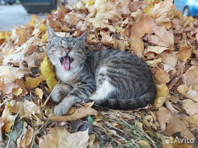 Котик в добрые руки, ищем хозяина коту
