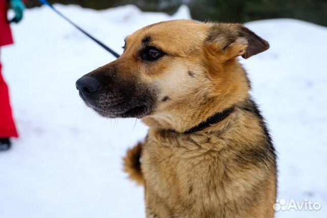 Собака Ронни в добрые руки