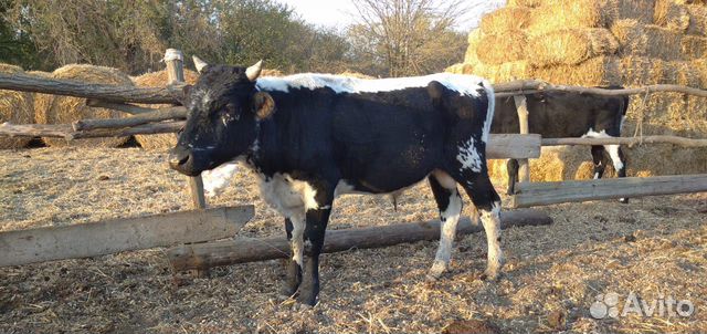 Бычки на откорм
