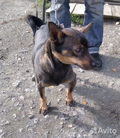 Шима в добрые руки