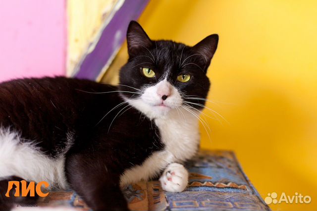 Кошка Джулия