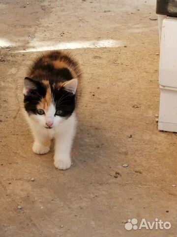 Котята ишут дом