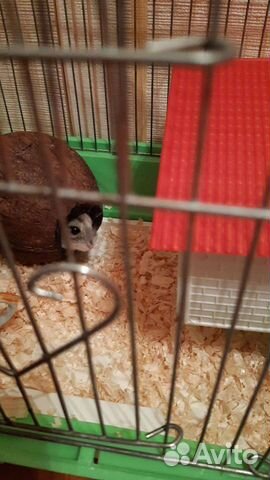 Джингарский хомяк с клеткой