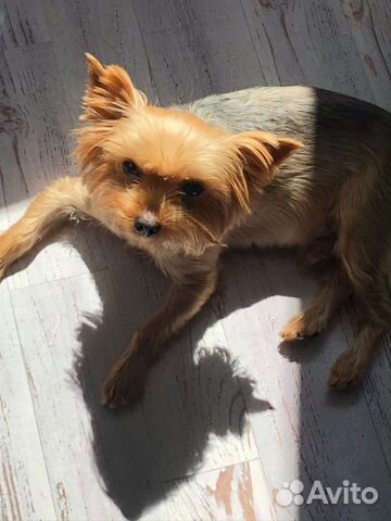 Йоркширский терьер