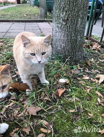 Молодые котики в добрые и надёжные руки