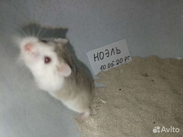 Хомячки роборовского