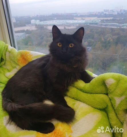 Шикарный котик-подросток Челси