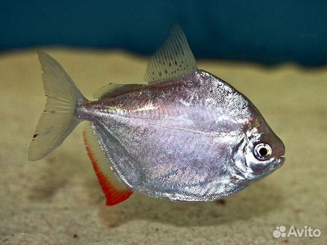 Метинис серебряный доллар