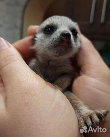 Сурикаты малыши