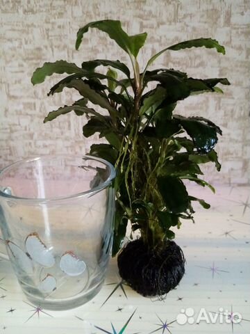 Аквариумные растения