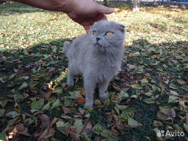 Шотландская