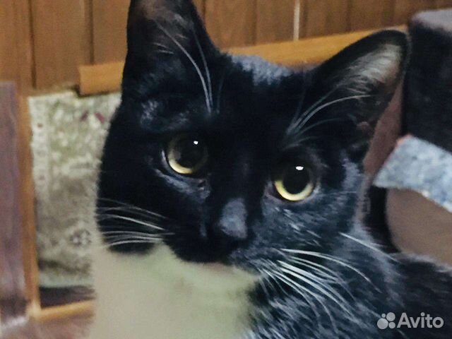 Кошка