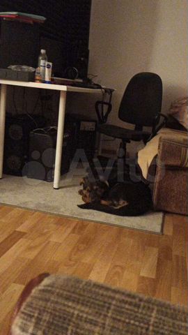 Найди собаку на фото. В добрые руки