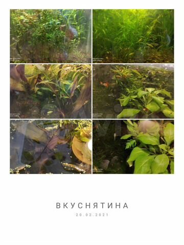 Аквариумные растения-50видоа гуппи ассорти креветк