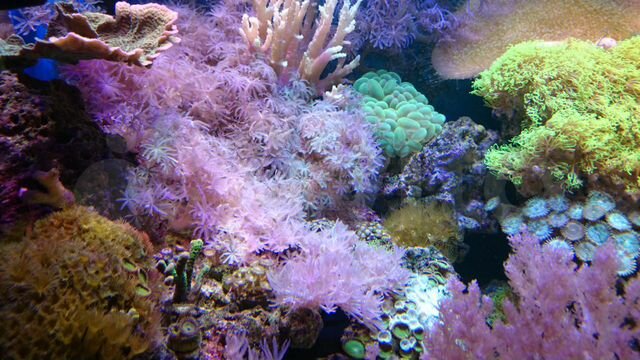 Продажа мягких кораллов для морского аквариума