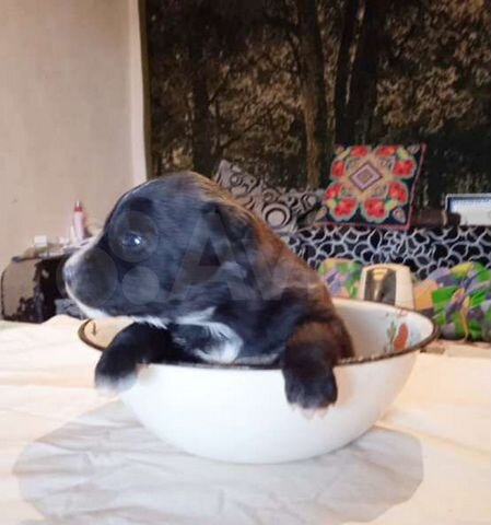 Щеночек - малышочек в добрые руки