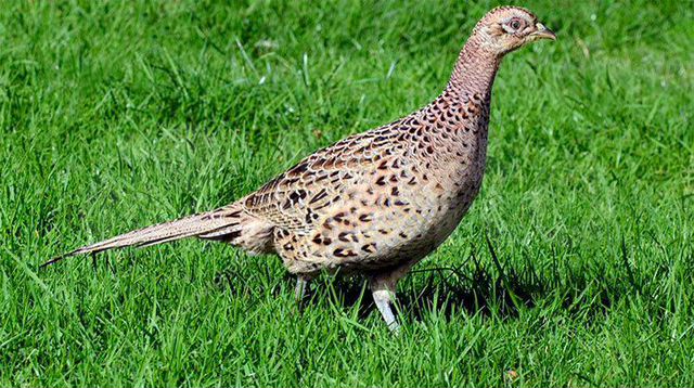 Продажа фазанов