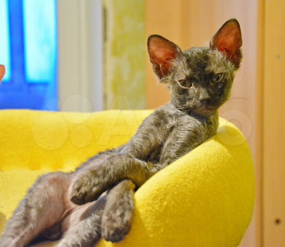 Уральский рекс кошки для любви