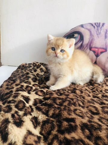 Британский короткошерстный кот