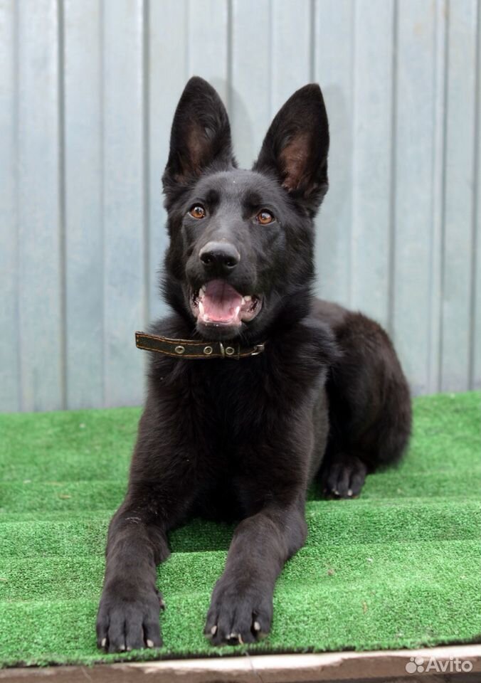 Метис овчарки, Дина, 6 мес., стерилизована