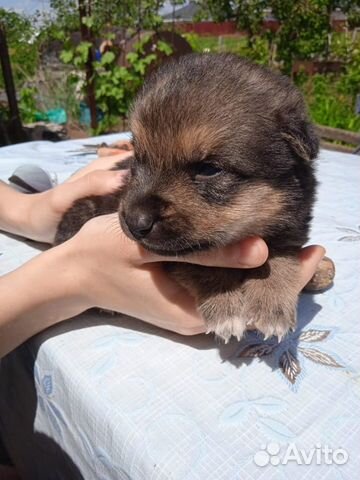 Собака в добрые руки отдам бесплатно