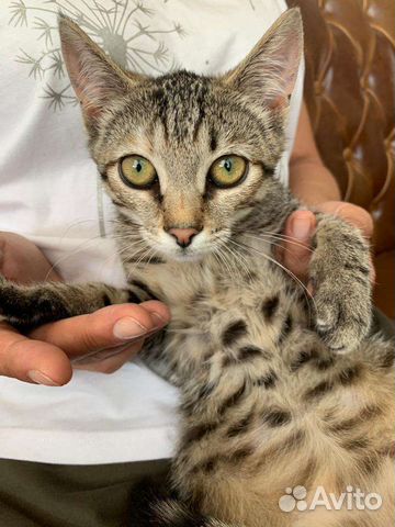 Кошка в дар