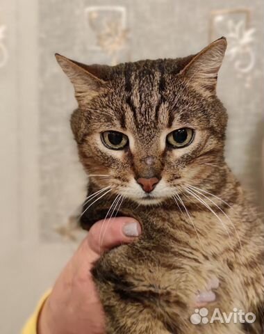 Говорящий кот Сева в добрые руки