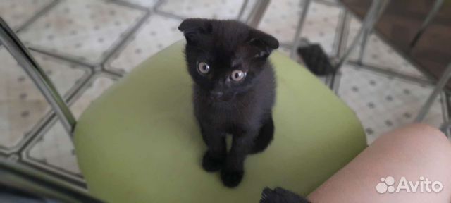 Кошечка в добрые руки